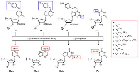 Synthesis Of Nucleobase Modified Rna Oligonucleotides By Post Synthetic Approach