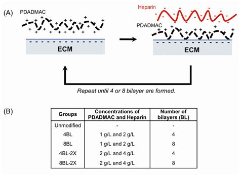 heparin deposition on dlm scaffolds a schematic representation of