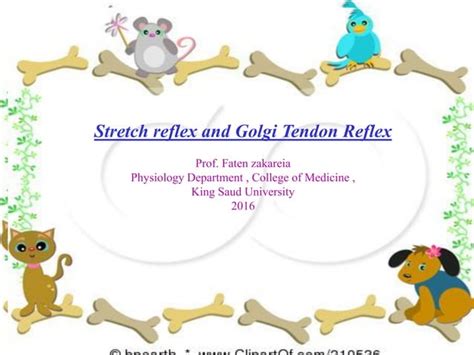 6 Stretch Reflex Ppt