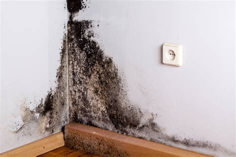 Mold Prevention Black Colored Mold Vs Black Toxic Mold