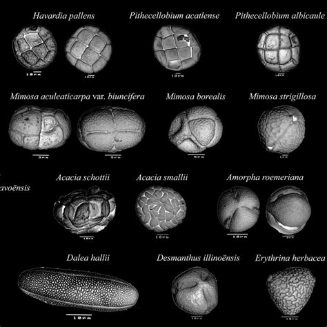 Scanning Electron Micrograph Pollen Identification Reference Fabaceae Pdf Palynological