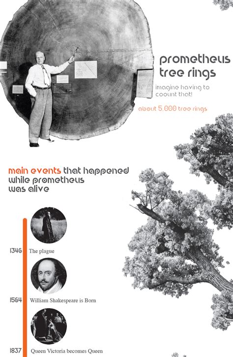 What Are Tree Rings On Behance