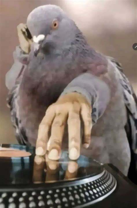 Create Meme Pigeon In Funny Pigeon Ms Pigeon Pictures Meme