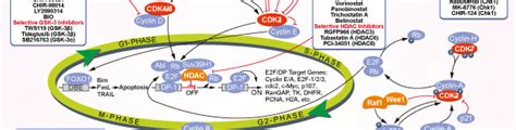 Cdk Inhibition Cdk Inhibitor Review