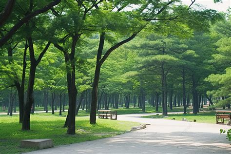 나무가 가득한 공원을 통과하는 산책로 경복궁 고해상 공원 배경 일러스트 및 사진 무료 다운로드 Pngtree