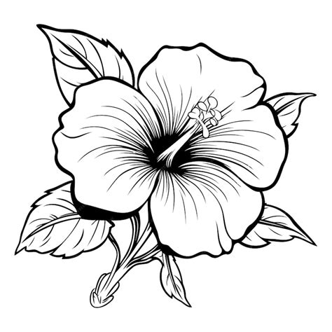 A Detailed Line Drawing Of A Hibiscus Flower With Leaves Perfect For