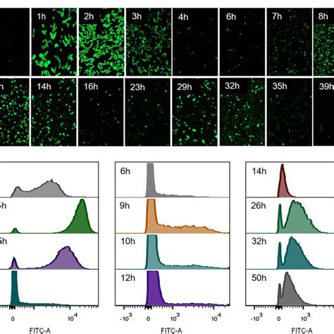 The Fluorescence Microscopy Observation And Flow Cytometry Analysis Of Download Scientific