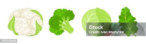 양배추 세트 브로콜리 콜리플라워 양배추 케일 잎 벡터 만화 평면 그림 신선한 야채 건강한 식생활에 대한 스톡 벡터 아트 및 기타 이미지 Istock