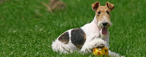 How To Properly Care For A Wire Fox Terrier