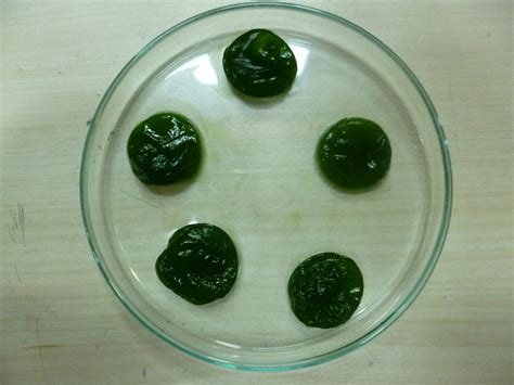 Hoy En Día El Cultivo De Macroalgas Marinas Del Perú