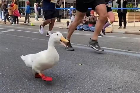 Running Duck Instagram At Brent Vangundy Blog