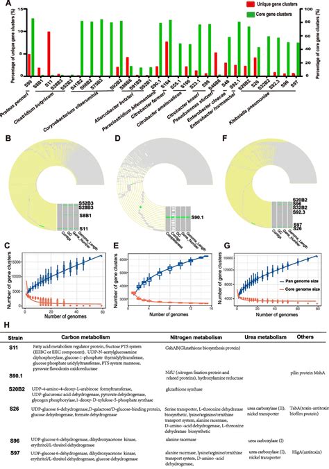 Pan Genome Analysis Of Ureolytic Bacteria A The Percentage Of Unique