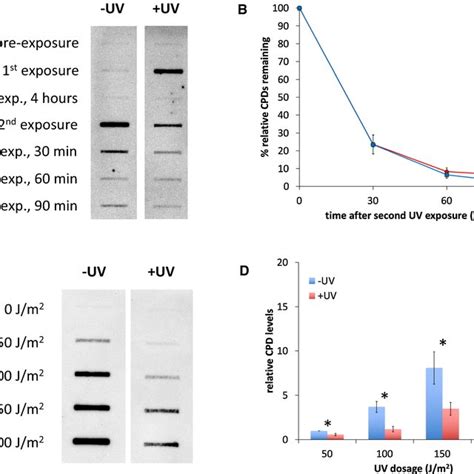 Uv Exposed Cells Experience Persistent Increases In Cell Size And