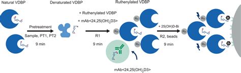 Assay Principle Of The Elecsys Vitamin D Total Iii Assay Pt1 Download Scientific Diagram