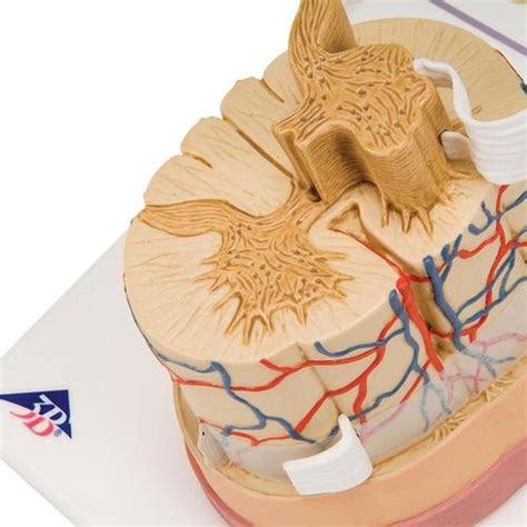 Anatomical Teaching Model Plastic Nervous System Model