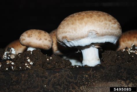 What Phylum Does The Mushroom Agaricus Belong To