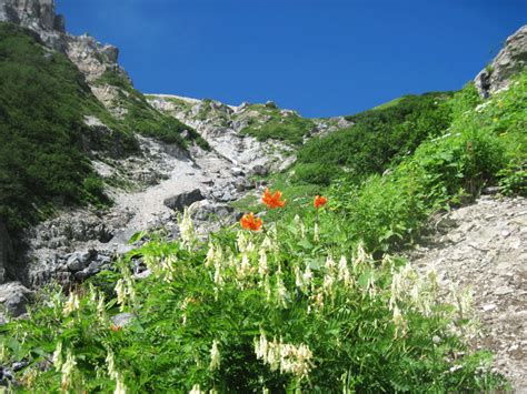 白馬岳と高山植物たち花特集 信州の旅
