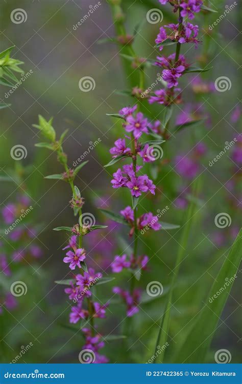 Lythrum Anceps Loosestrife Flowers Stock Image Image Of Natural Foliage 227422365