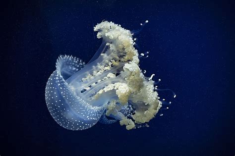 White Spotted Jelly Fish White Spot Jellyfish Spotted