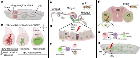 Frontiers Drosophila A Tale Of Regeneration With Myc