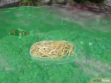How To Remove Algae From A Pond 11 Fish Friendly Ways