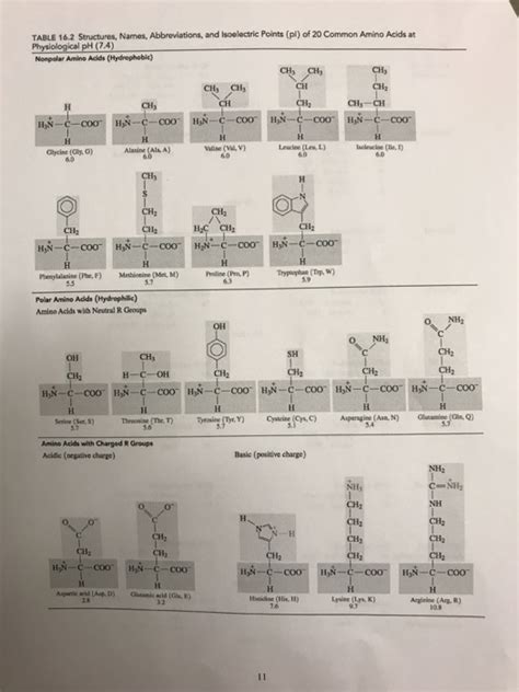 Solved A What Is The N Terminal Amino Acid What Is The