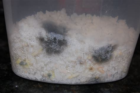 The Rice Experiment Called On Account Of The Smell The Path Less Taken