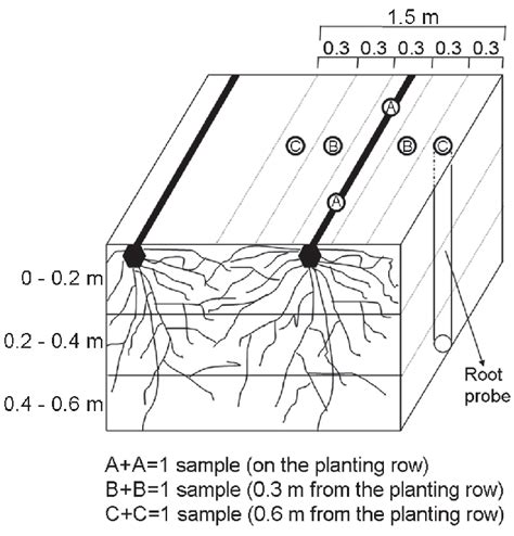 Sugarcane Root System Sampling Method Source Otto Et Al 2009