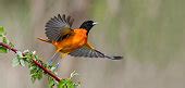 Image Libre Baltimore Loriot Branche