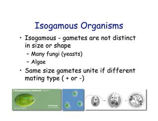 3 Evolution Of Sex 2010 Pdf