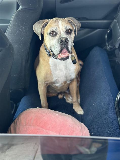 Flashs First Time In The Woods Voted 1 Best Bear Deterrent Is A