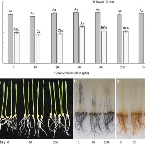 Effects Of B On The Growth Of Wheat Seedling Roots A Leaf And Root Download Scientific Diagram