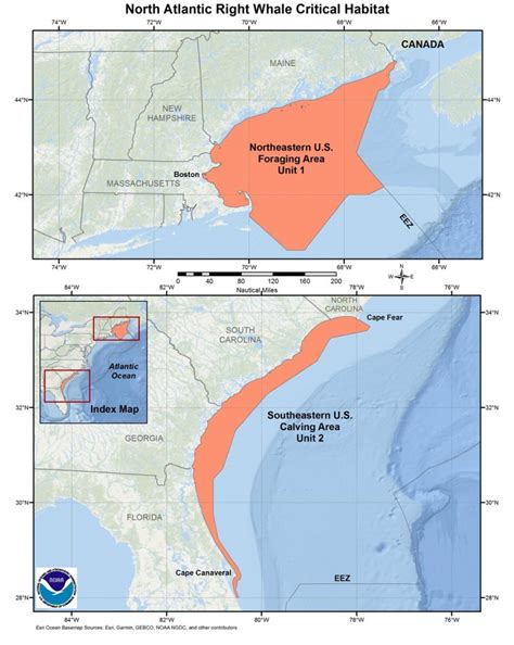 Whale Migration Routes