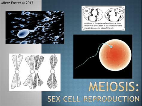 Meiosis Bundle Power Point And Graphic Organizer For Inb Teaching Resources