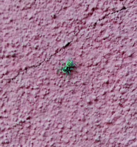 Menemerus Semilimbatus Ecoregistros