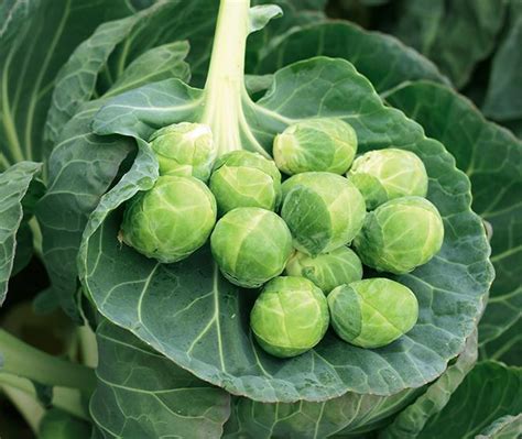 Gustus Variety Bruselas Syngenta