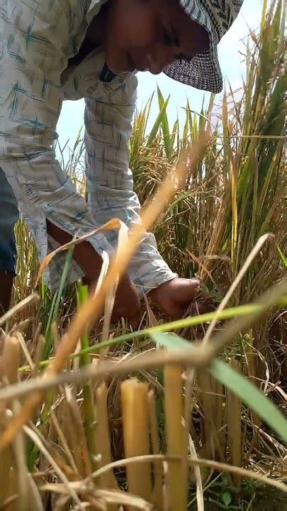 අපි ගොයම් කැපුවා 🌾 Youtube