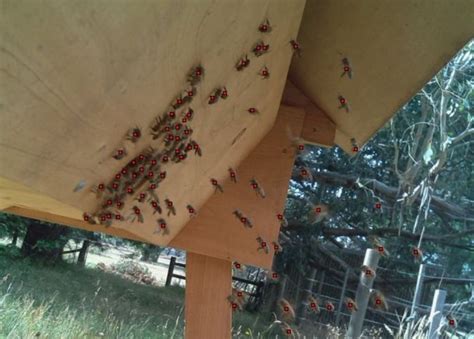 Fomo Is A Tinyml Neural Network For Real Time Object Detection Techtalks