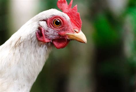 9 Natural Termite Predators Topbest Pest Services Inc