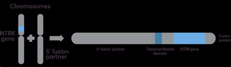 Gene Fusion Detection