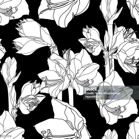 아마 릴리스 힙 Peastrum 릴리 꽃 분기 흑백 개요 스케치 원활한 패턴입니다 0명에 대한 스톡 벡터 아트 및 기타 이미지 0명 고풍스런 꽃 나무 Istock