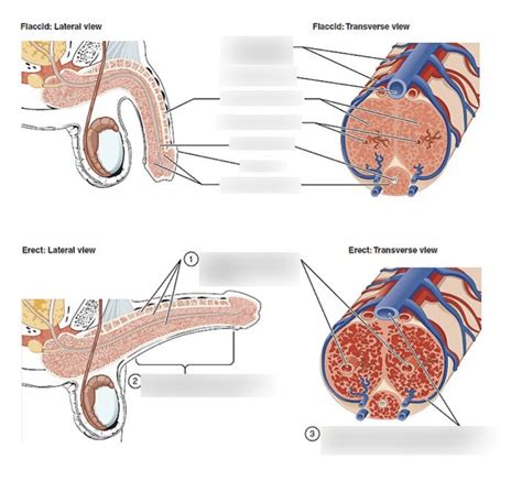 Flaccid Erect View Diagram Quizlet