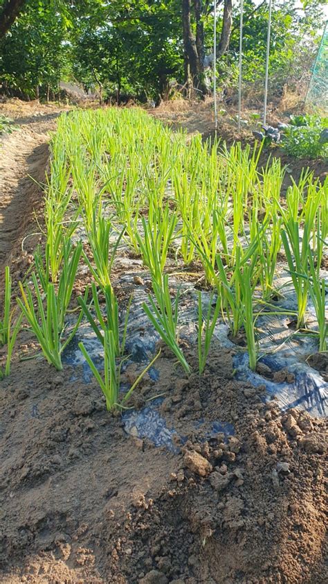 주말농부 6월 대파 모종심기 네이버 블로그