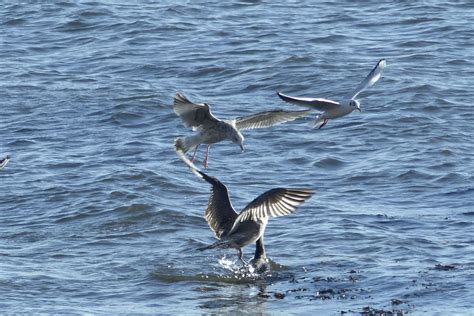 The Memory Wanderer Gull Attack