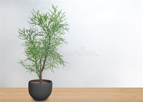Less Lead Tree On Black Pot Stock Image Image Of Lessleaf Home