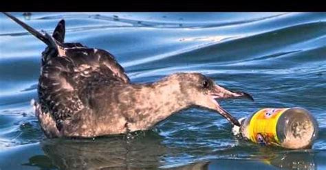 [송혜민 기자의 월드 Why] 태평양 한복판 플라스틱 더미 쓰레기 섬 규모 한반도의 6배