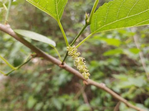 Red Mulberry Louisiana Native Plant Society