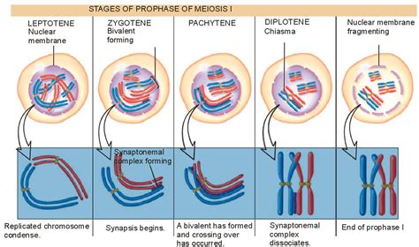 Answer In Details With The Help Of Suitable Diagrams Explain The Five Stages Of Prophase I Of