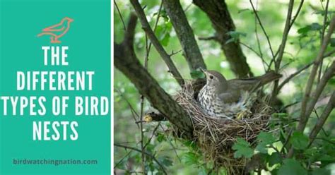 10 Unique Types Of Bird Nests And How To Identify Them Birdwatching Nation