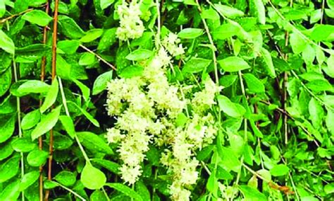 Nasima Khatun মেহেদীর রঙে সাজুক জীবন প্রতিটি মুহূর্ত Facebook